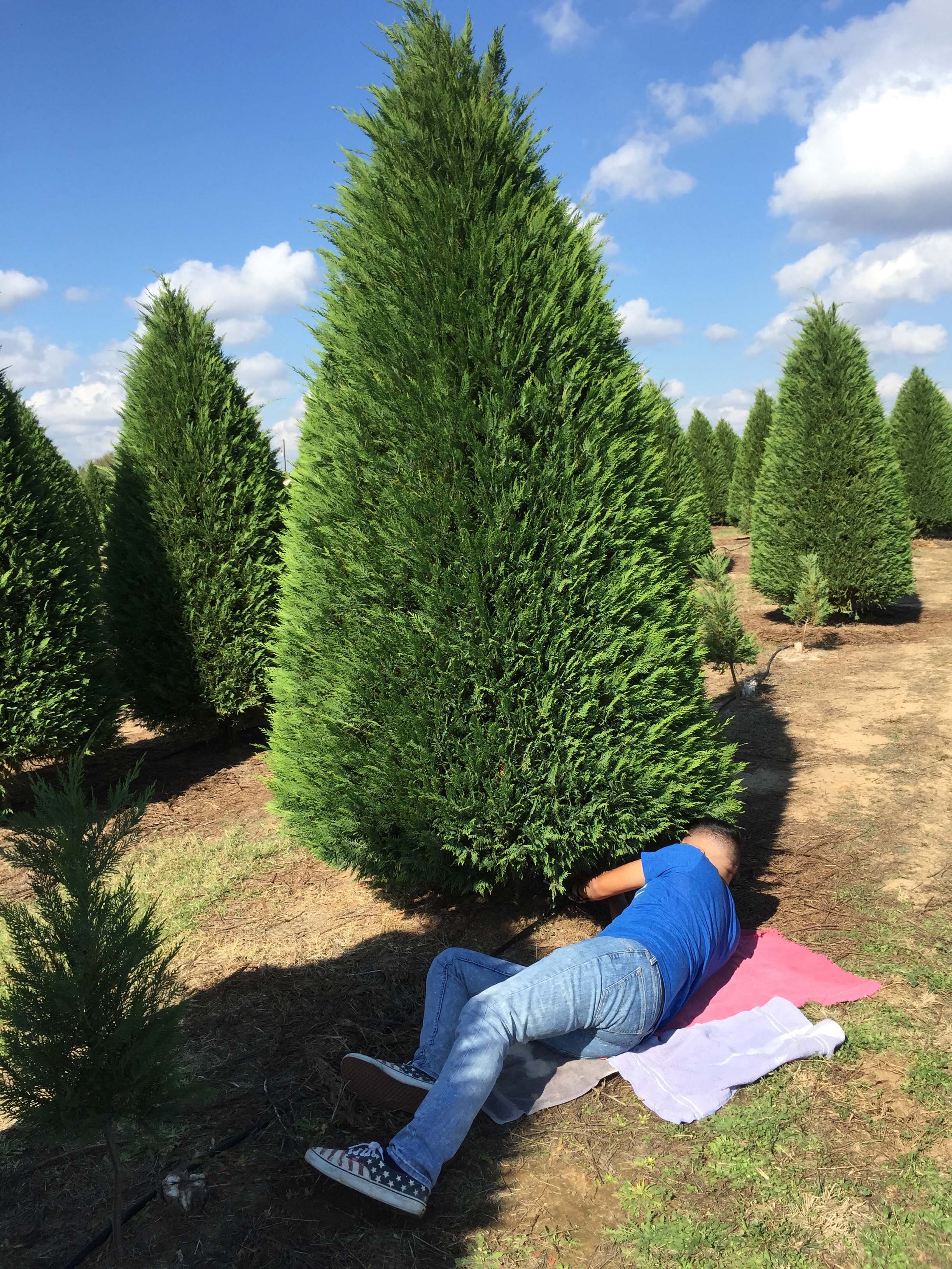 Brothers cut down 10-foot tree for Christmas | Casa Maria Marianists